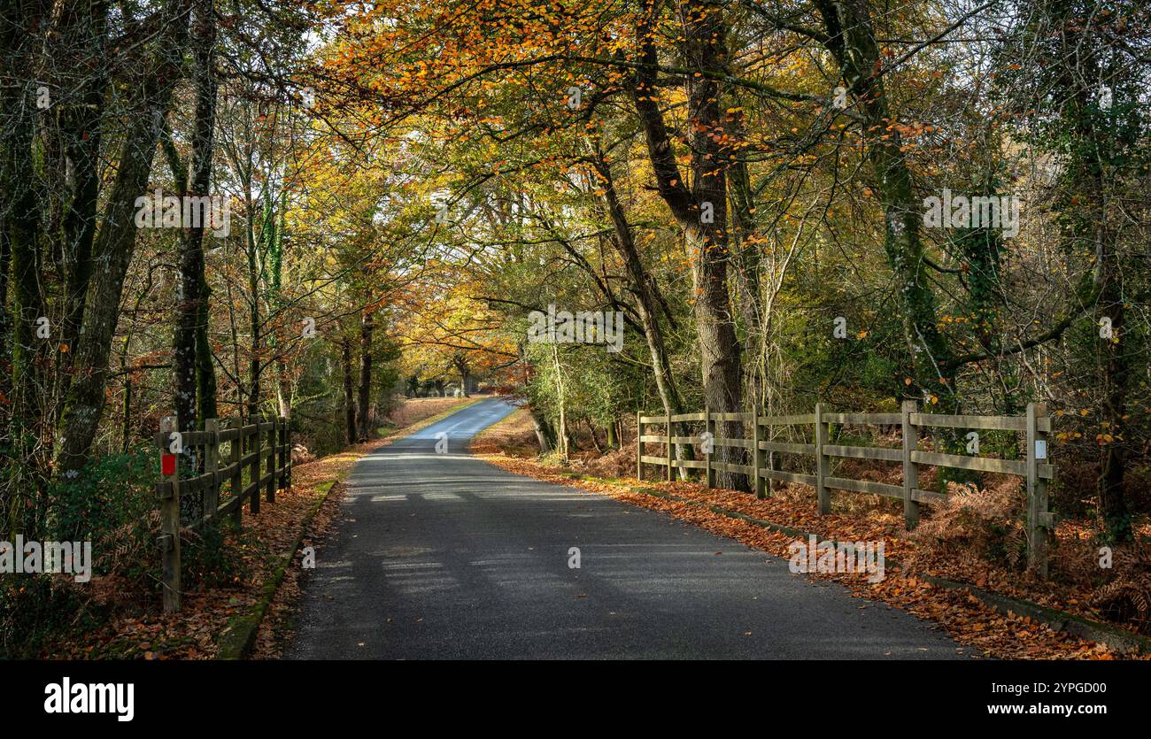 The New Forest, a national park and one of the largest forested areas ...