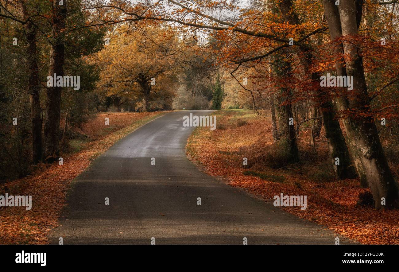 The New Forest, a national park and one of the largest forested areas ...