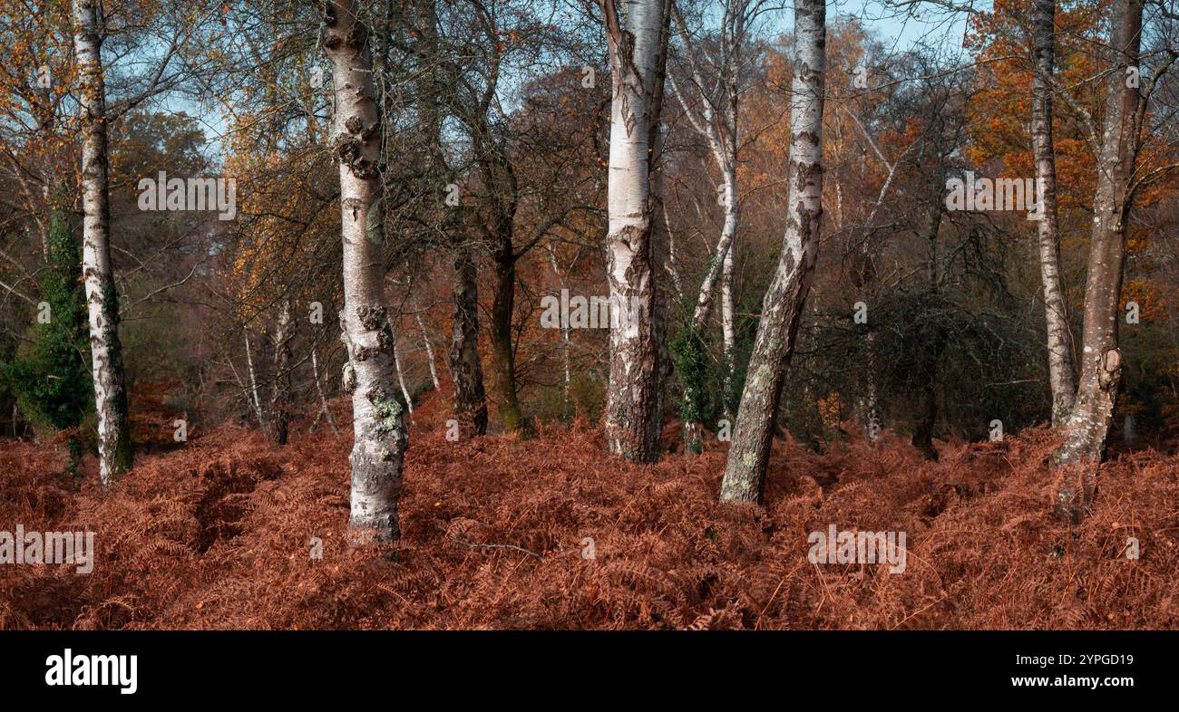 The New Forest, a national park and one of the largest forested areas ...