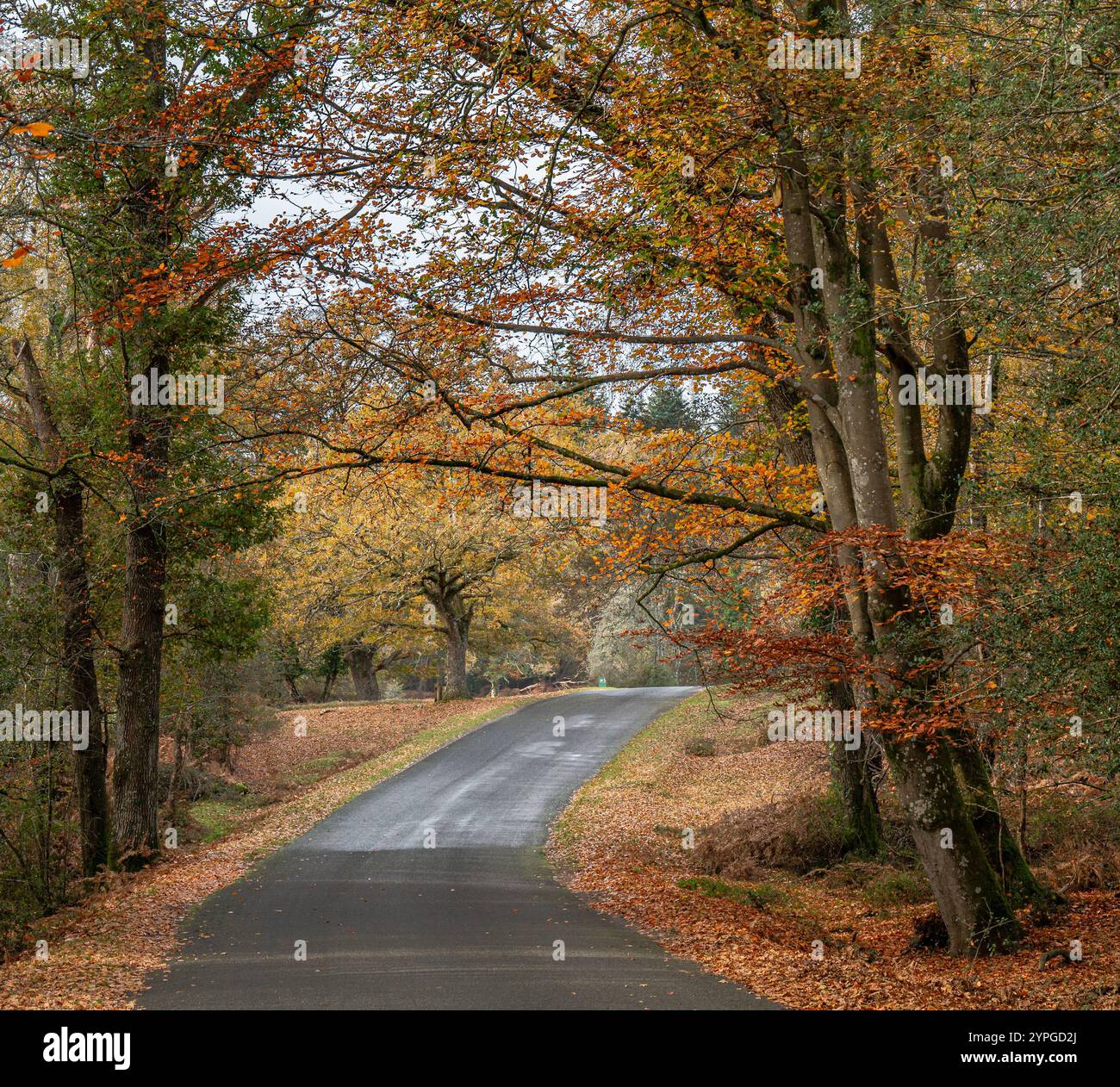 The New Forest, a national park and one of the largest forested areas ...