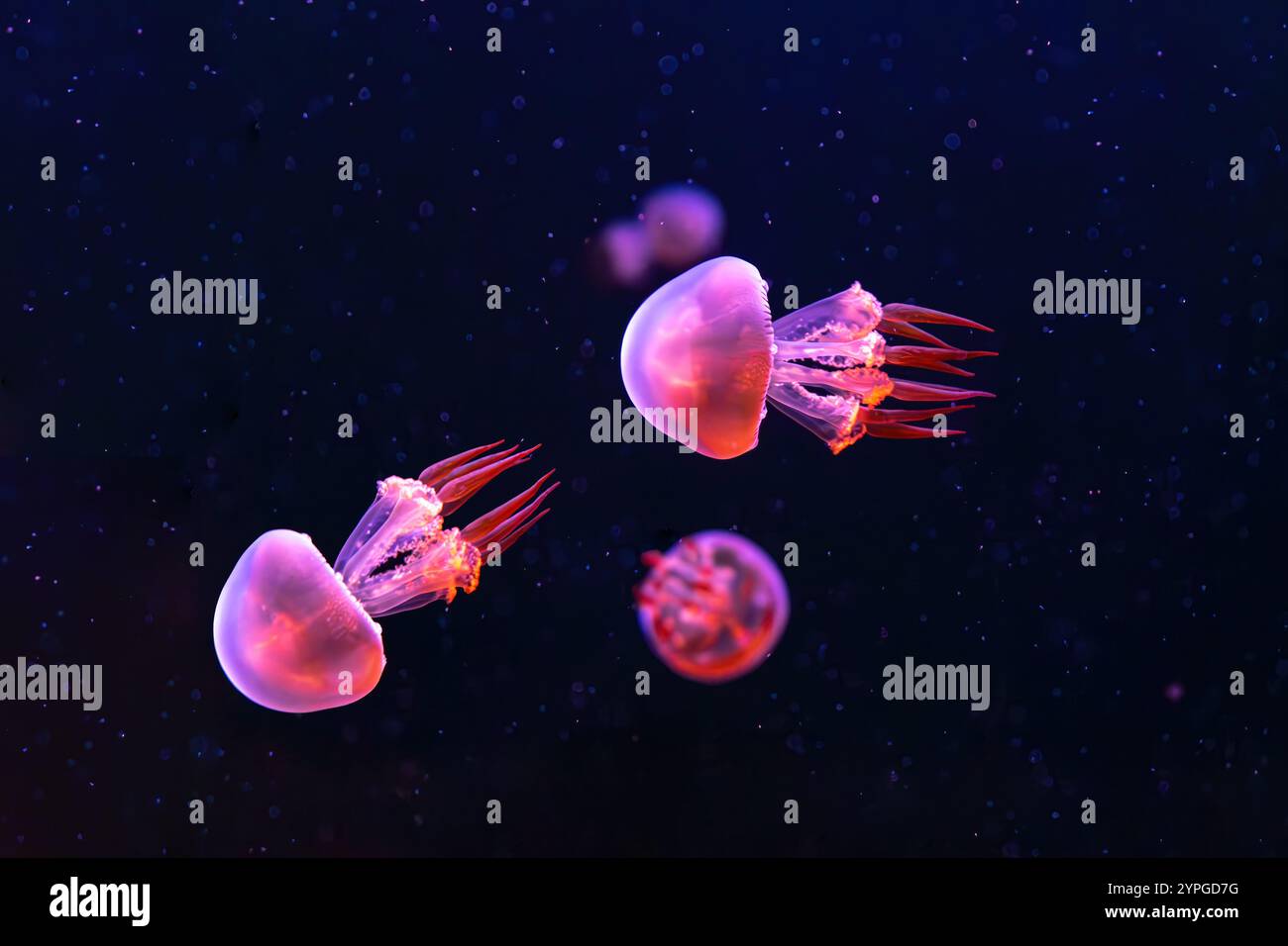Group of jellyfish floating underwater aquarium pool illuminated with ...