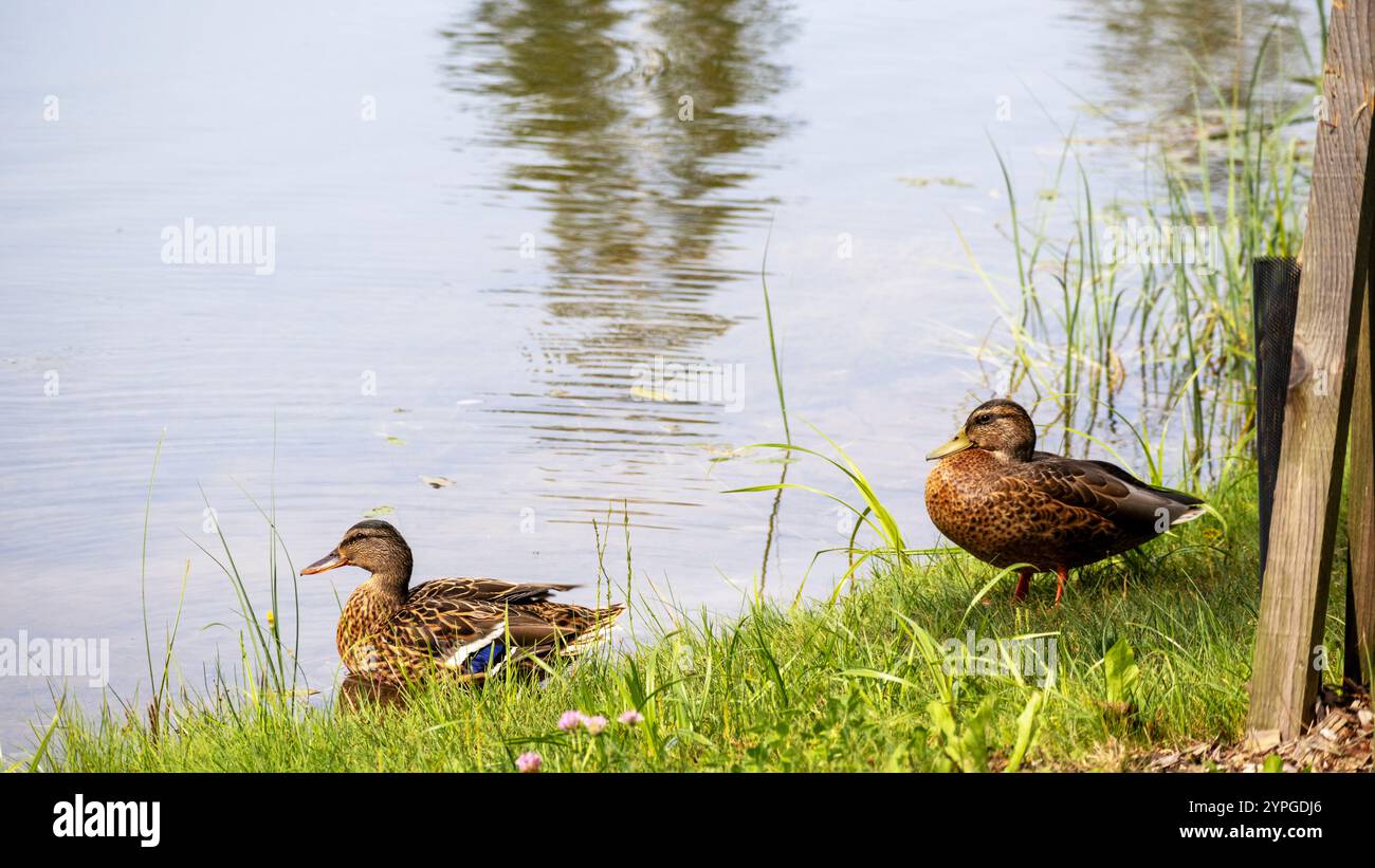 Brown ducks hi-res stock photography and images - Alamy