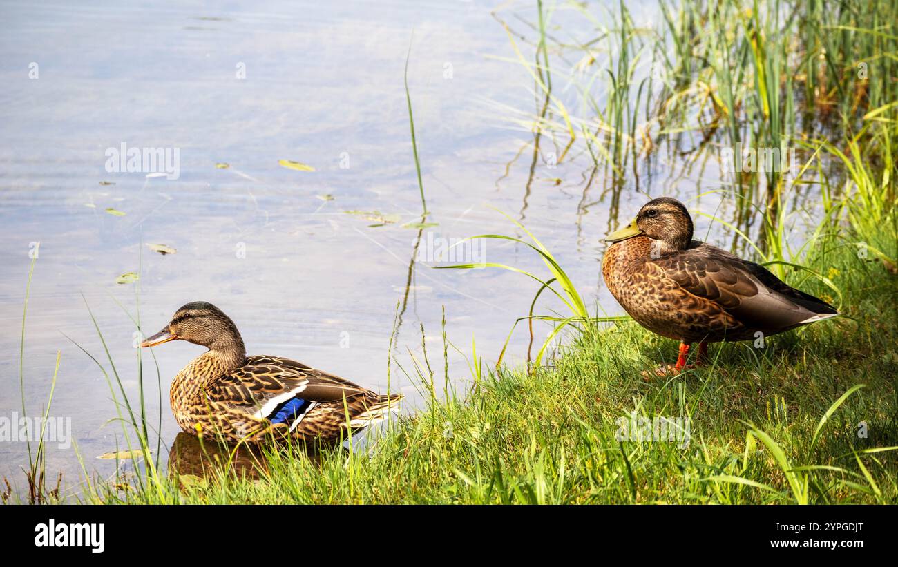 Two brown ducks on the water Stock Photo - Alamy