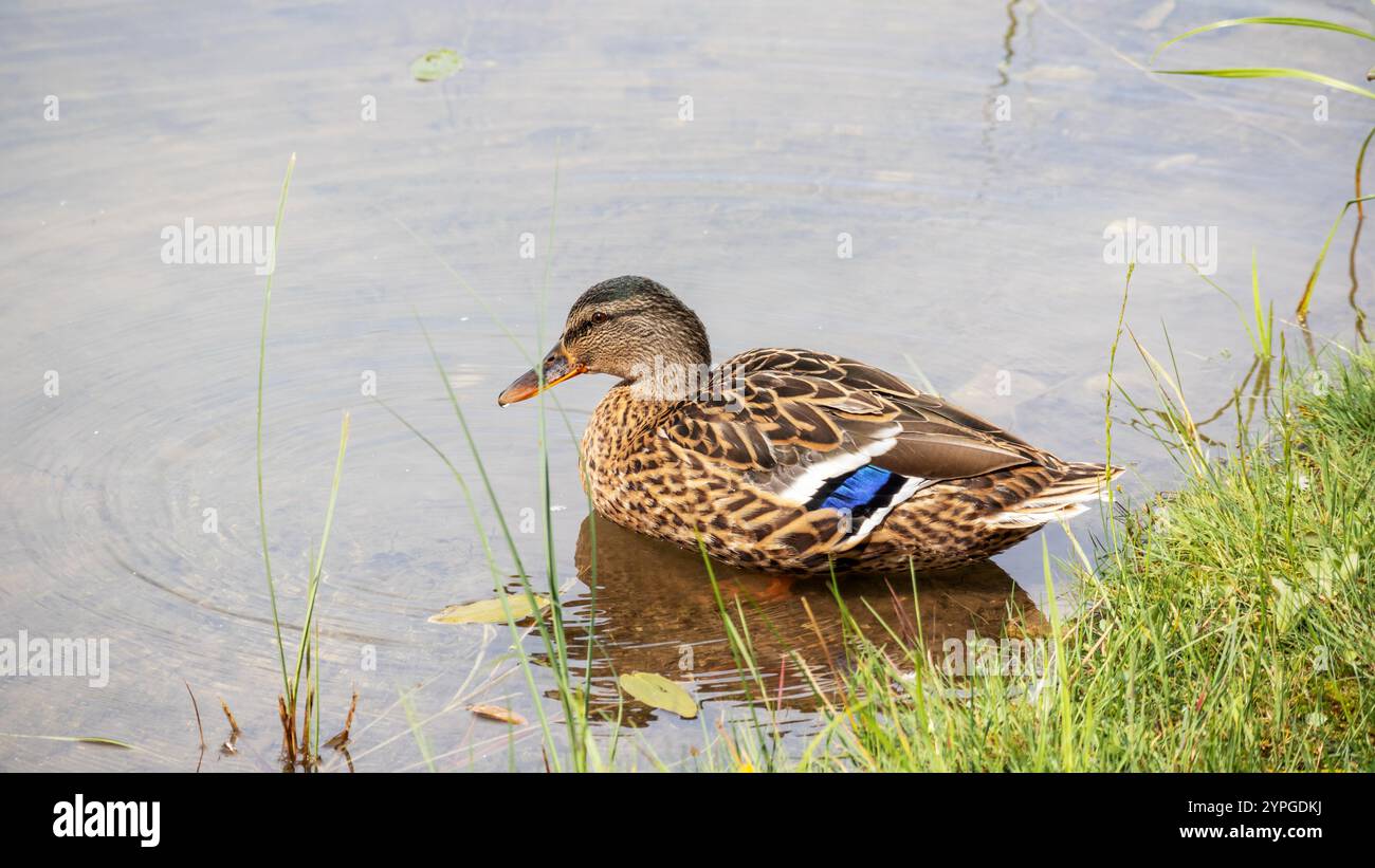 One brown duck on the water Stock Photo - Alamy