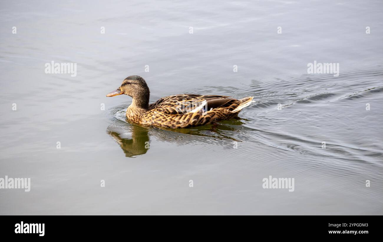 One brown duck on the water Stock Photo - Alamy