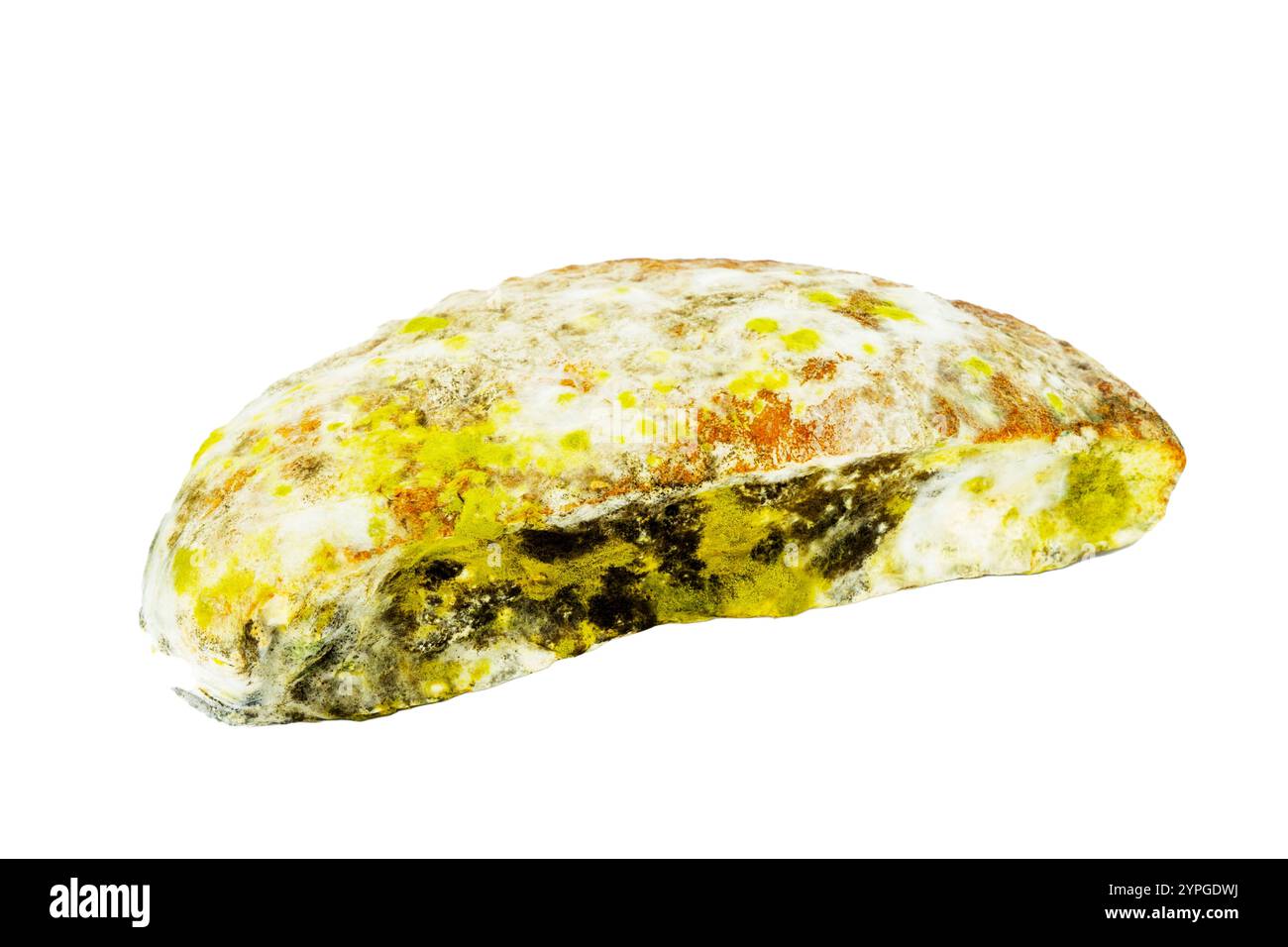 old, stale bread with mold on a transparent background. png Stock Photo ...