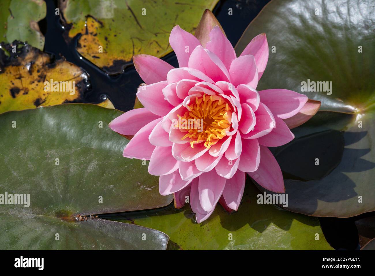 Pond with water lilies india hi-res stock photography and images - Alamy