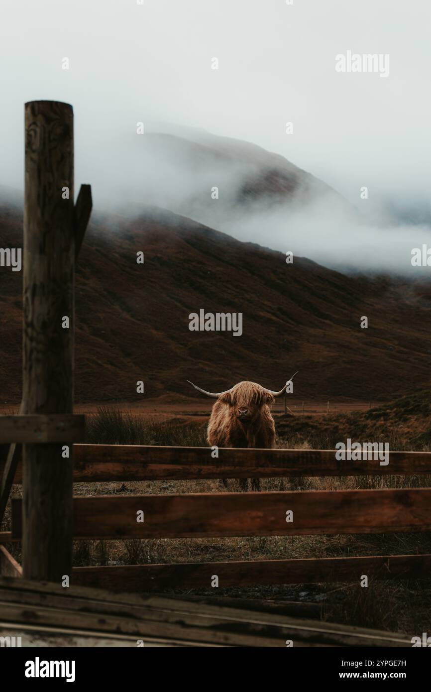 Beautiful Highland cow in the Scottish Highlands Stock Photo - Alamy