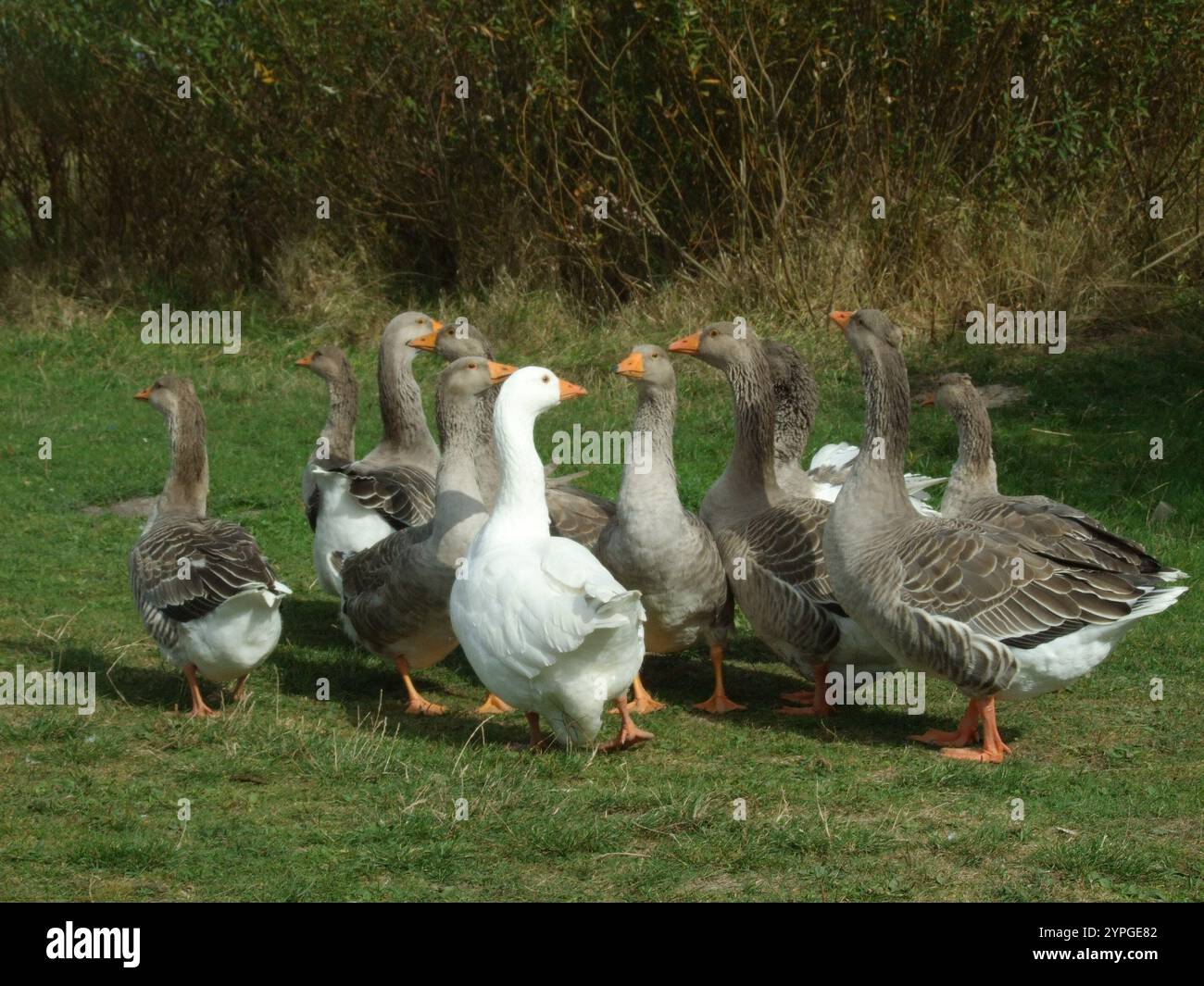 Avian migration patterns hi-res stock photography and images - Alamy