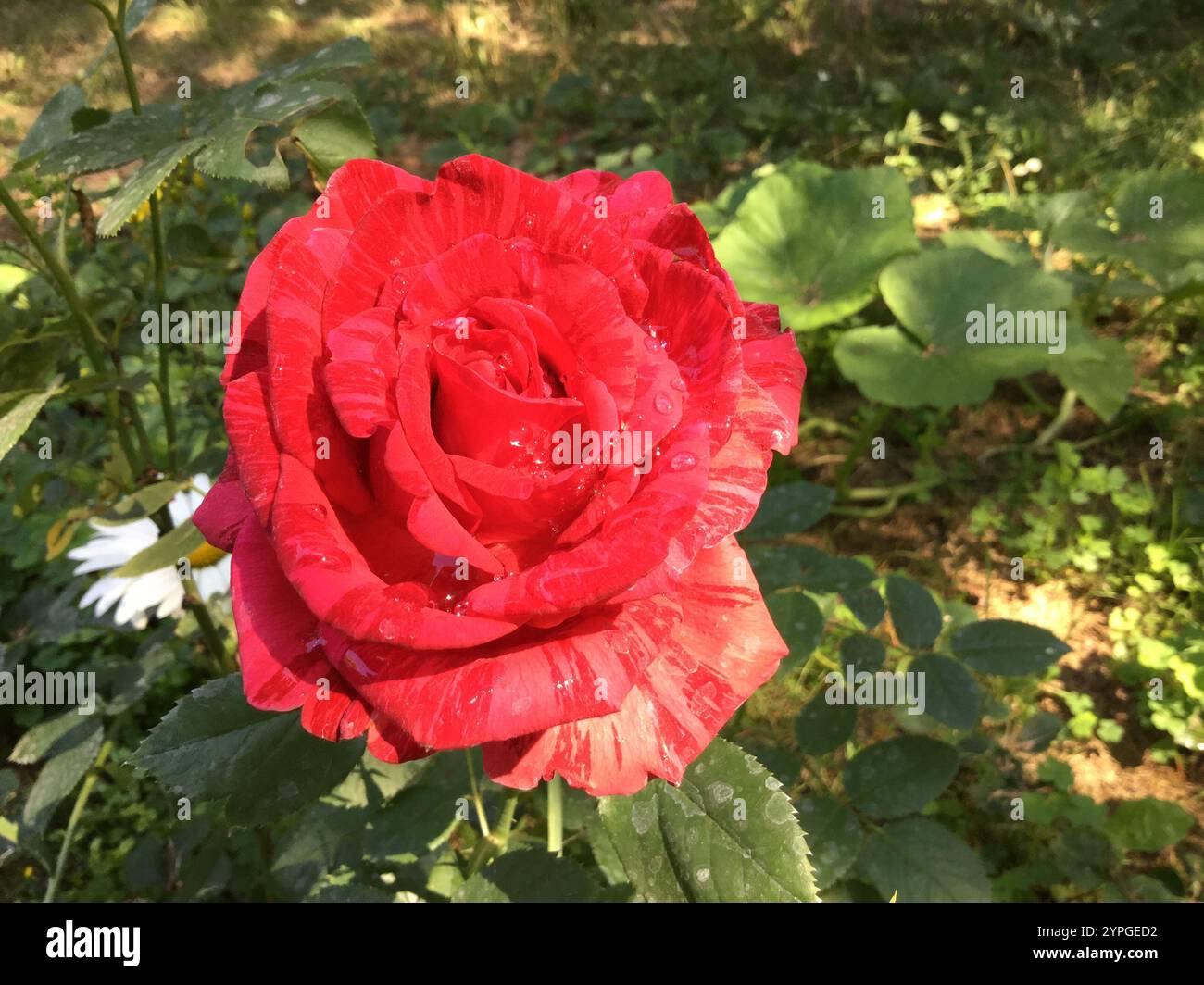 A bright red rose showcases its petals, glistening with water droplets ...