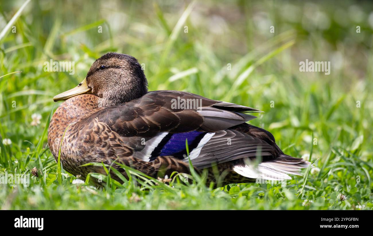 Mallard duck goose green hi-res stock photography and images - Alamy