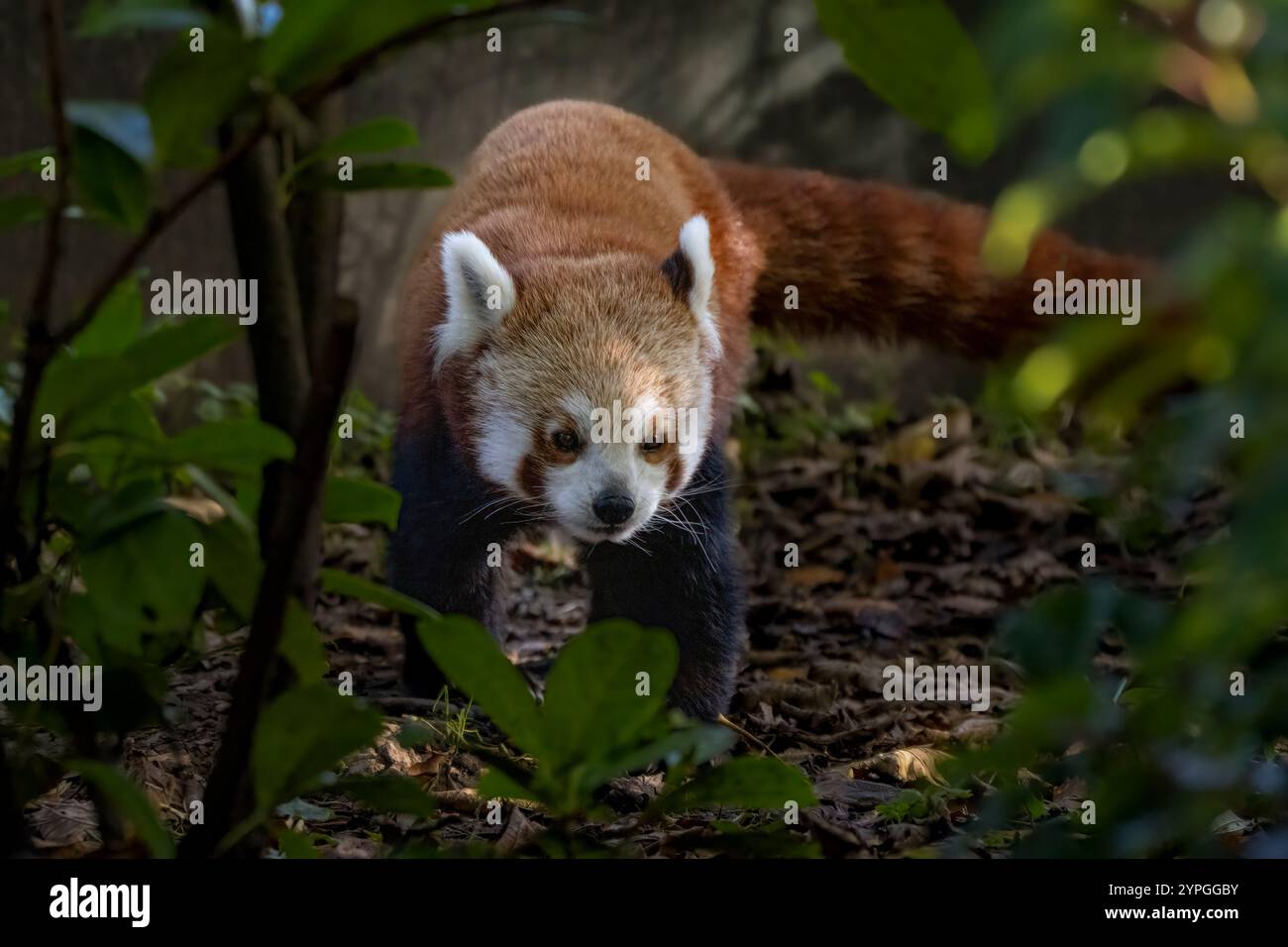 Red panda on the ground Stock Photo - Alamy