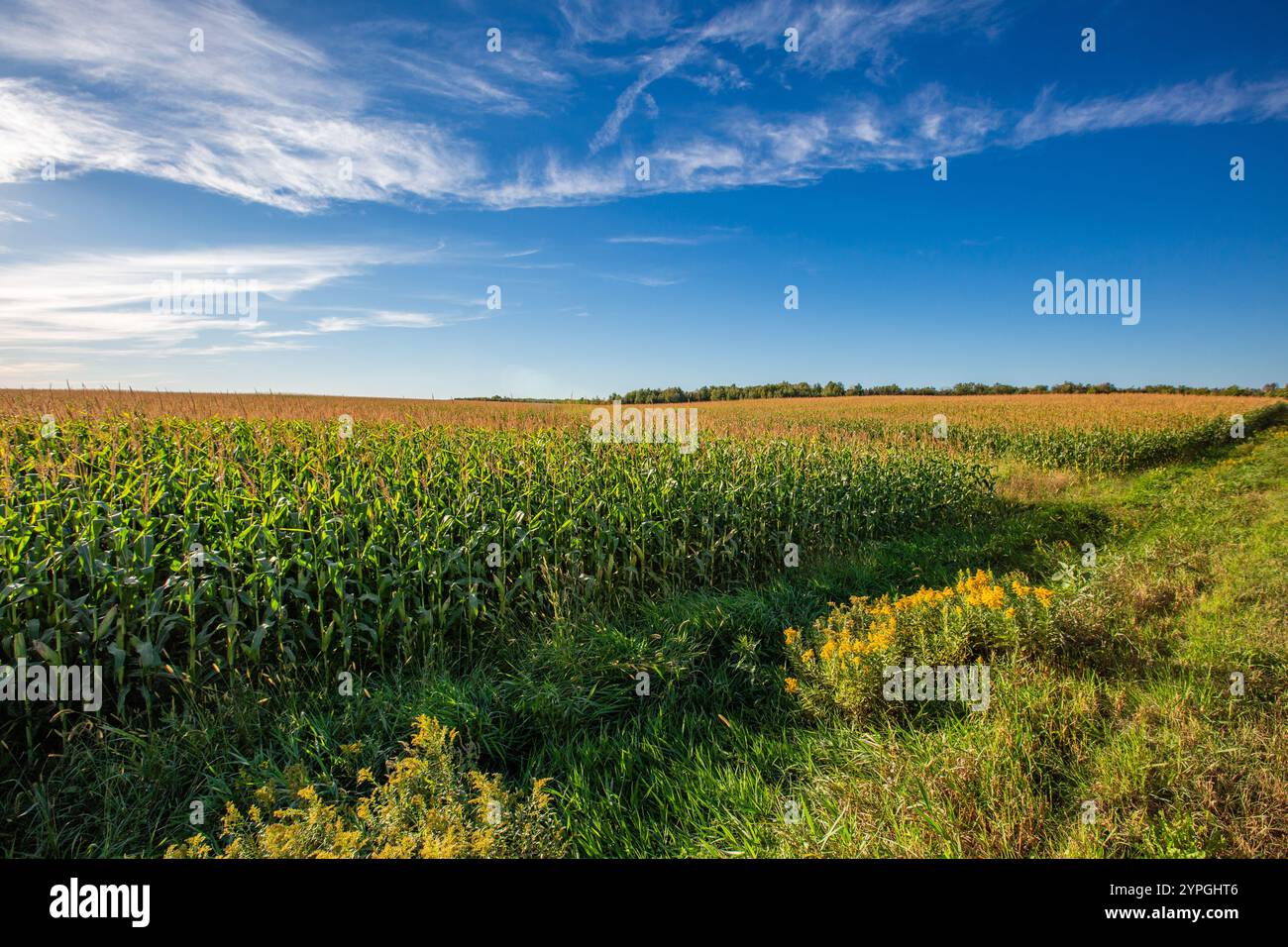 Wisconsin cornfield at the start of autumn, horizontal Stock Photo - Alamy