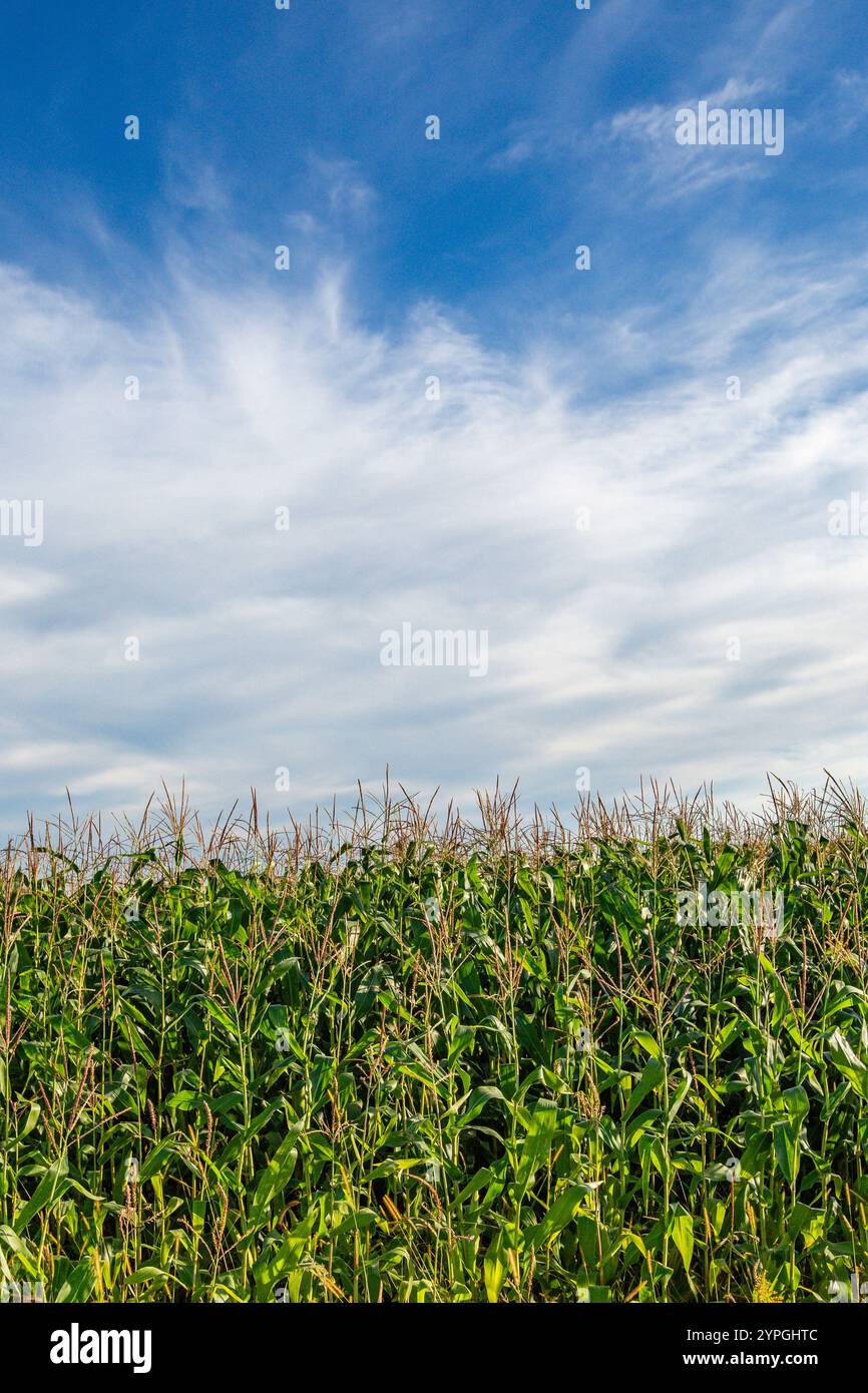 Agriculture farming vegetable cornfield hi-res stock photography and ...