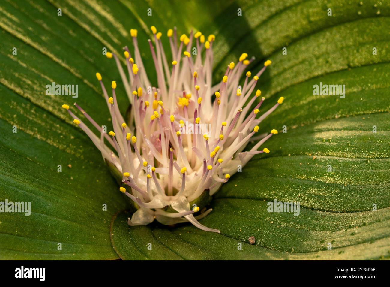 Very close up plant portrait of Massonia Pustulata 'Purple Heart ...