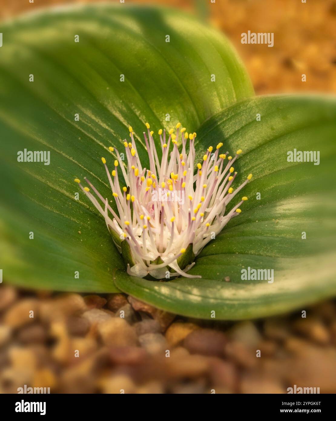 Massonia pustulata purple heart hi-res stock photography and images - Alamy