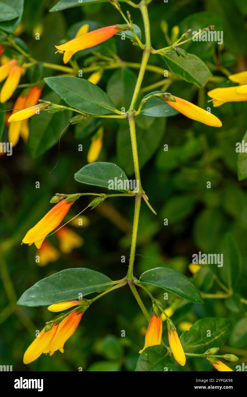 Natural close up flowering plant portrait of the prolifically blooming ...