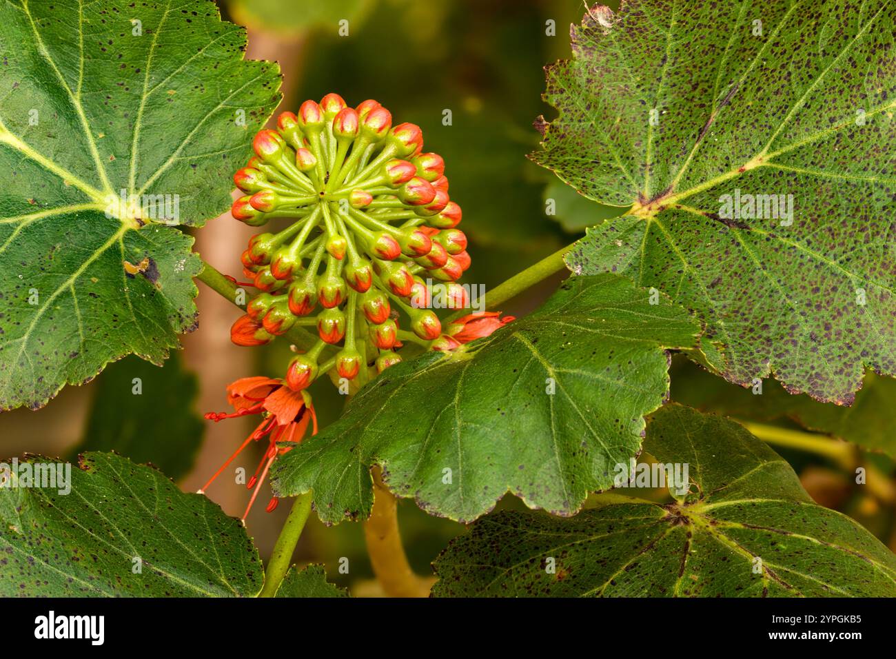 Natural close up plant portrait of family Melianthaceae, mountain ...
