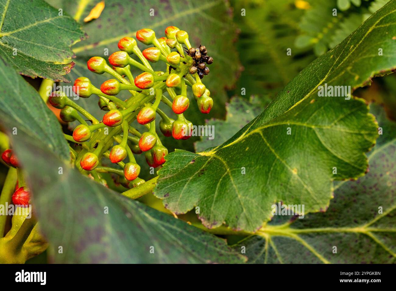 Natural close up plant portrait of family Melianthaceae, mountain ...