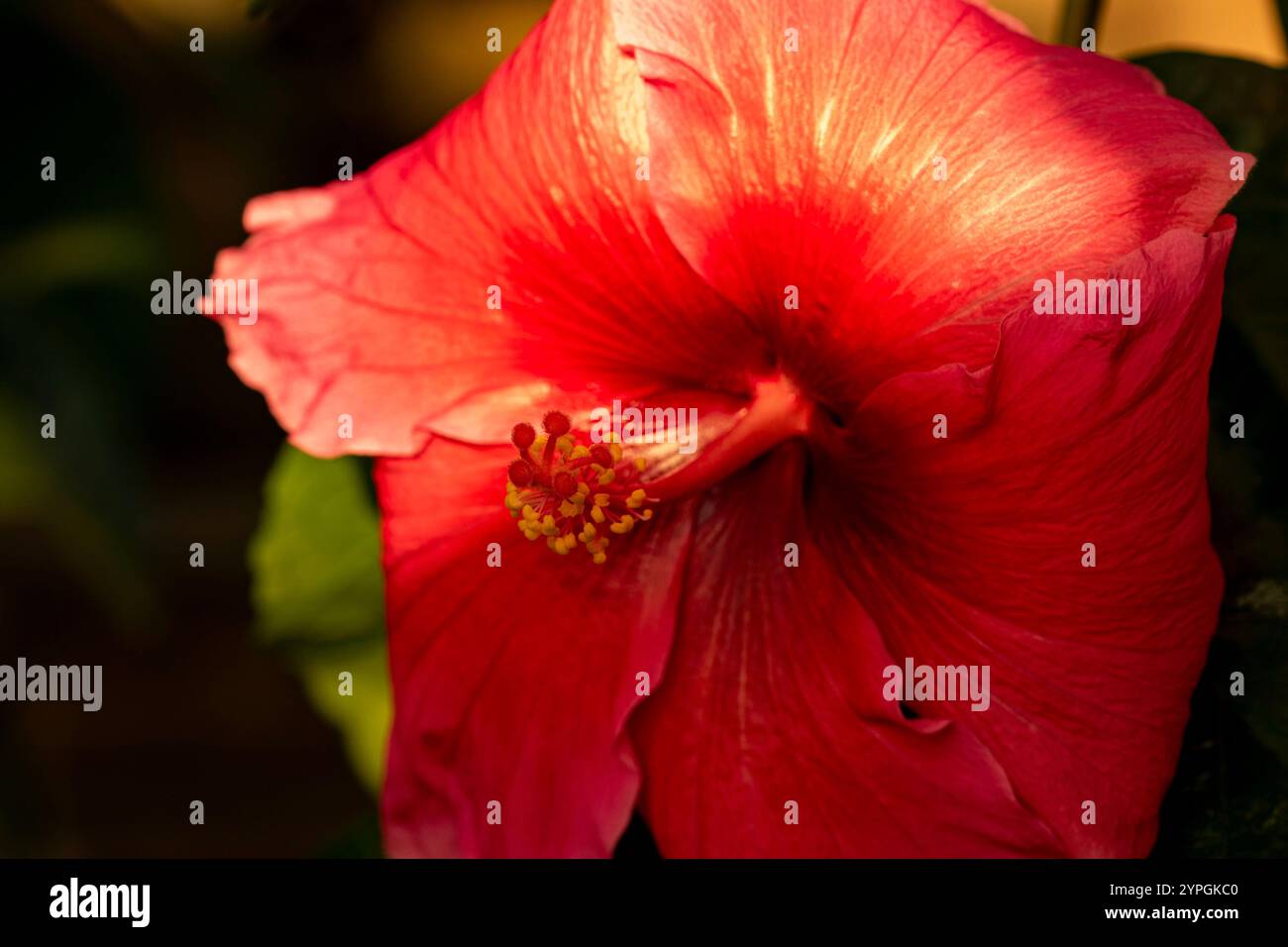 Hibiscus rosa sinensis hazel clark hi-res stock photography and images ...