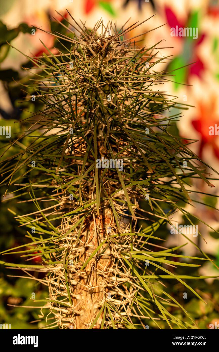 Natural very close up wicked spines of Didierea Madagascariensis ...