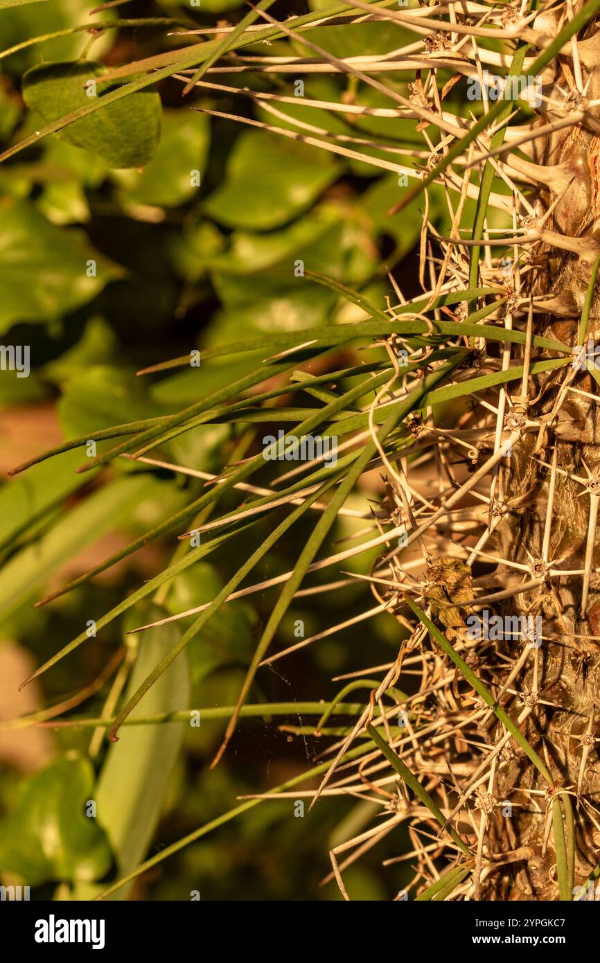 Natural very close up wicked spines of Didierea Madagascariensis ...