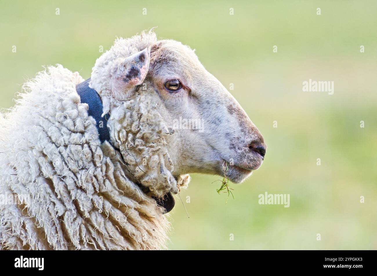 Domestic sheep close-up portrait. Livestock on small farm in Czech ...