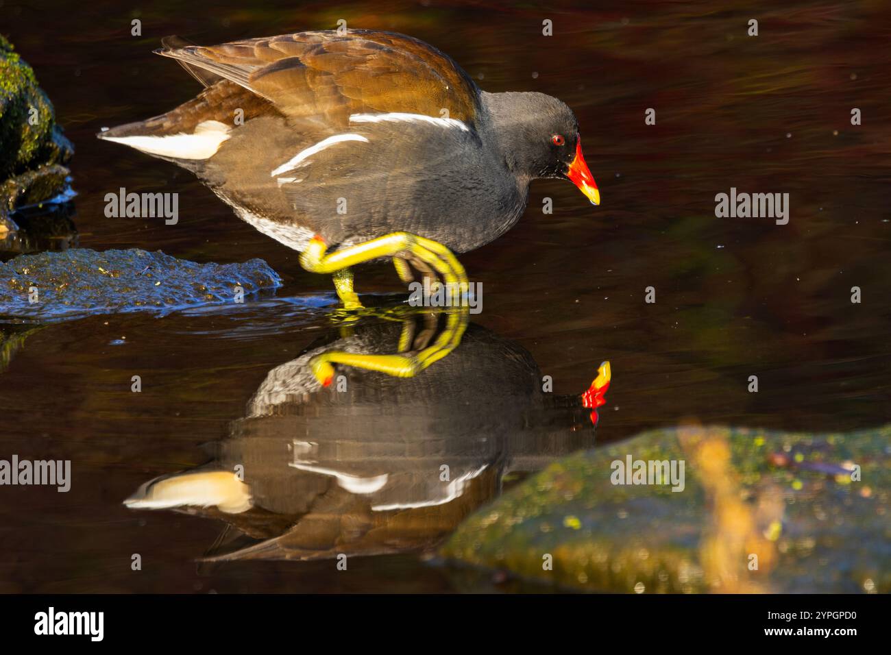 The Moorhen is a common bird of the rivers, lakes and waterways around ...