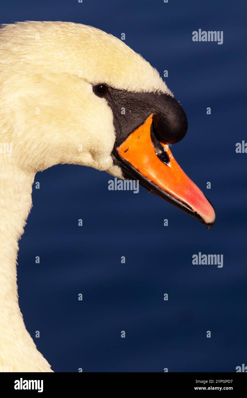 The Mute Swan is a large powerful bird and one of the largest flying ...