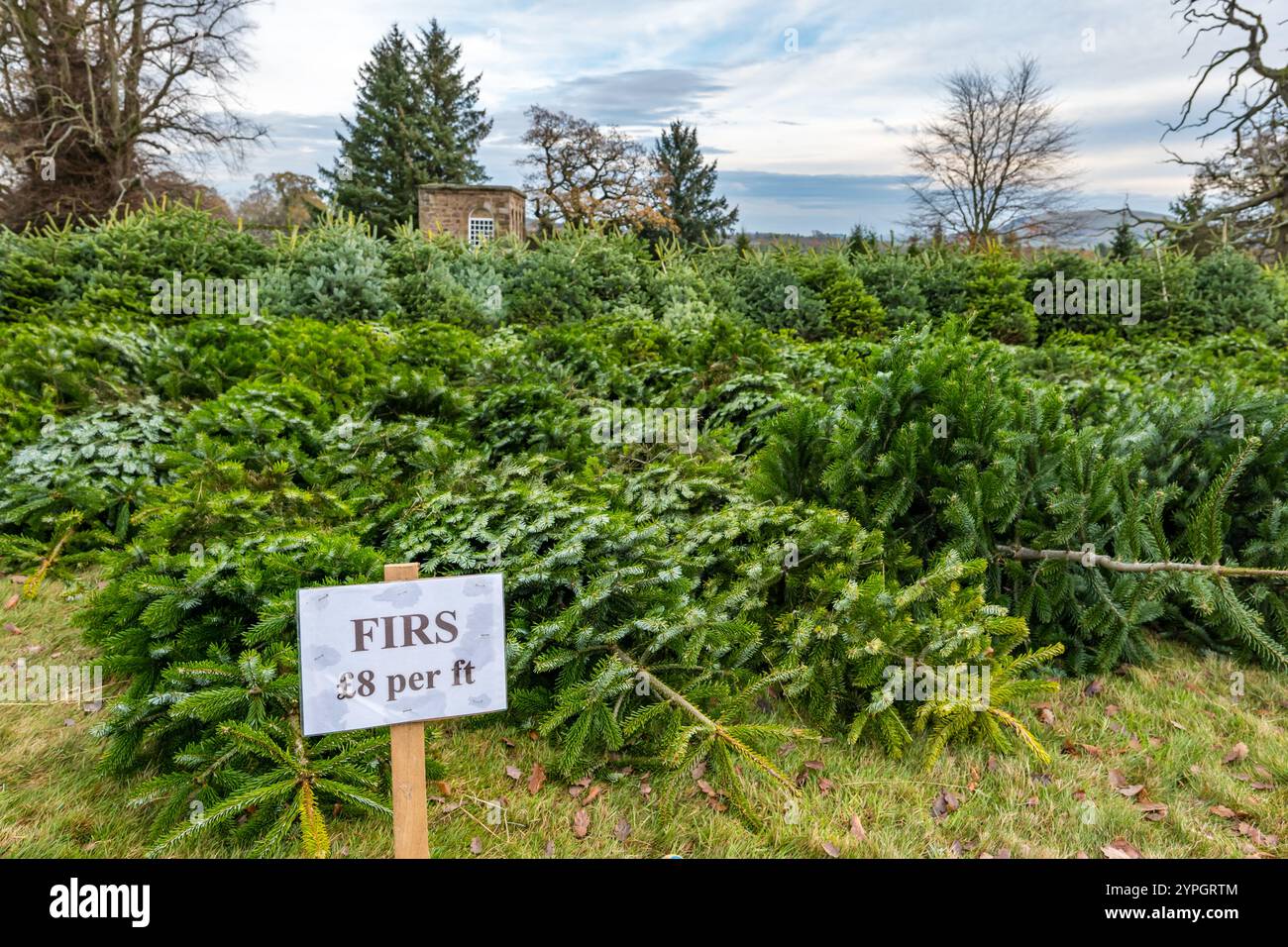 Cut Nordman fir Christmas trees for sale at Beanston Farm, East Lothian ...