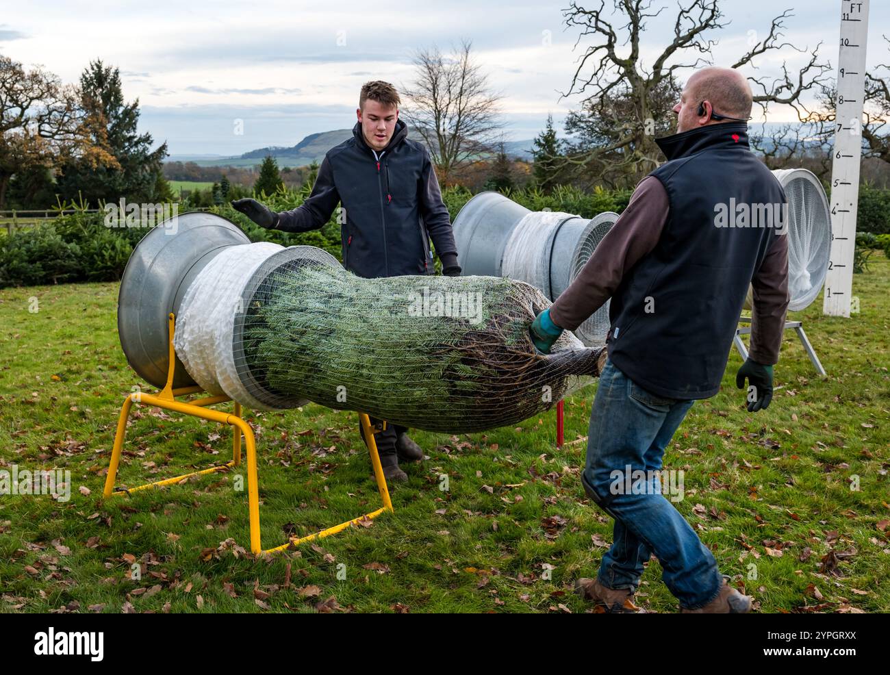 Nordmann fir christmas tree hi-res stock photography and images - Alamy