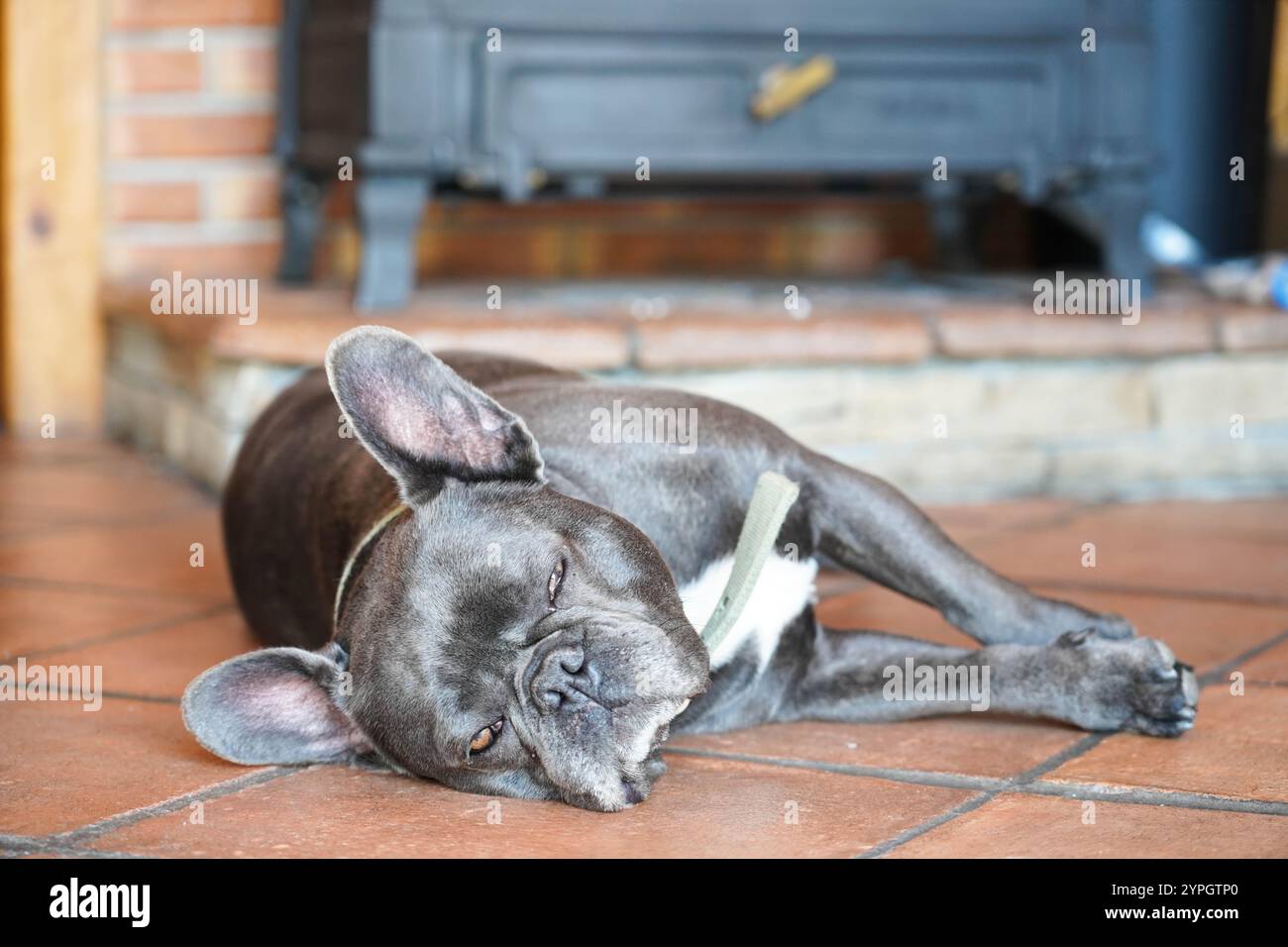 Relaxed french bulldog puppy hi-res stock photography and images - Alamy