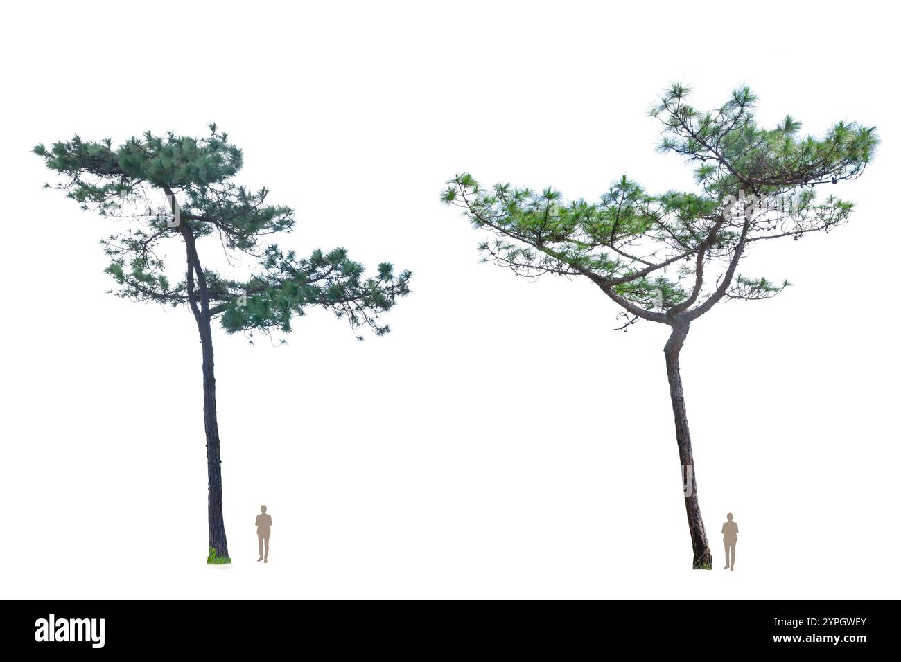 Pine tree with lush green leaves isolated on white background used for ...