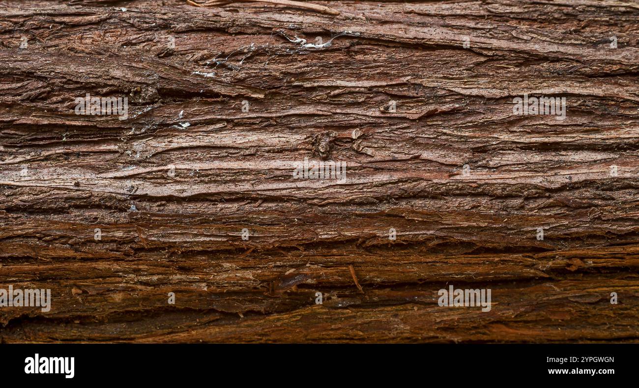 Real Tree Branch Bark Stock Photo - Alamy