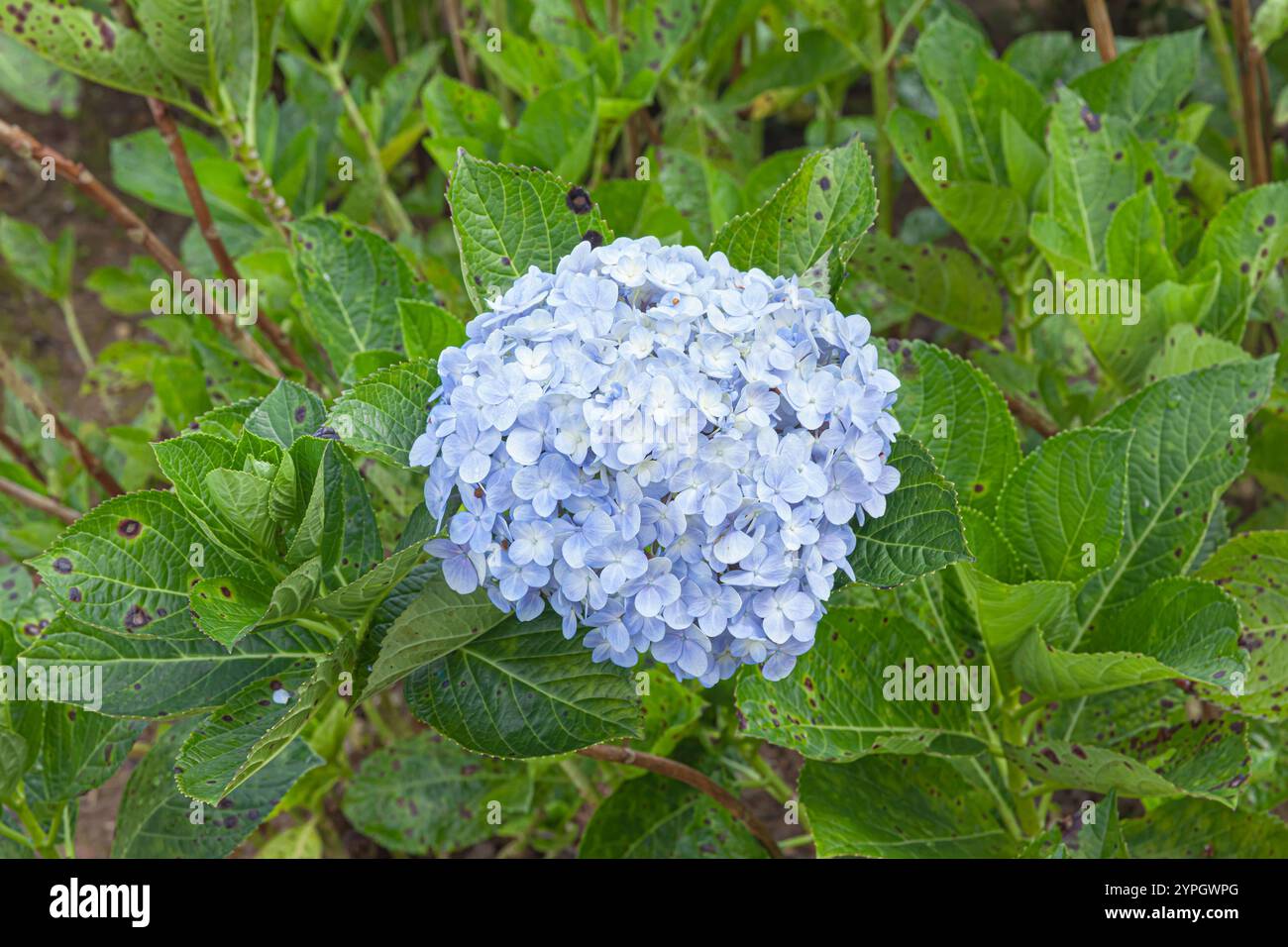 A close-up of a Hydrangea macrophylla flower featuring vibrant blue ...