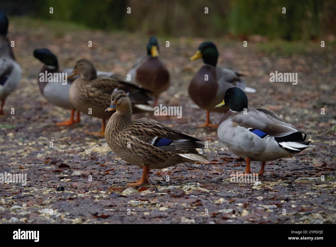 Waggoners Wells November 2024 Stock Photo - Alamy