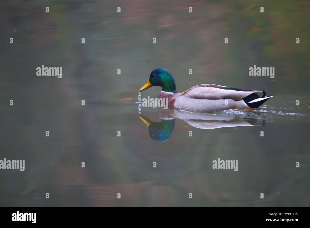 Waggoners Wells November 2024 Stock Photo - Alamy