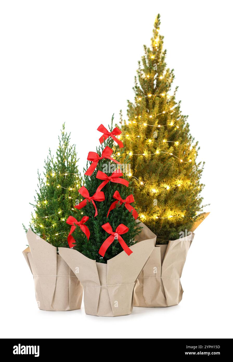 Small spruce trees decorated with Christmas lights and red bows ...