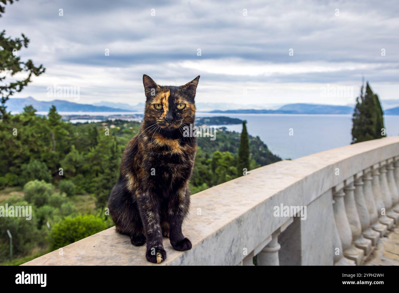 Cat sitting on a wall at the Achilleion palace in Gastouri, Corfu ...