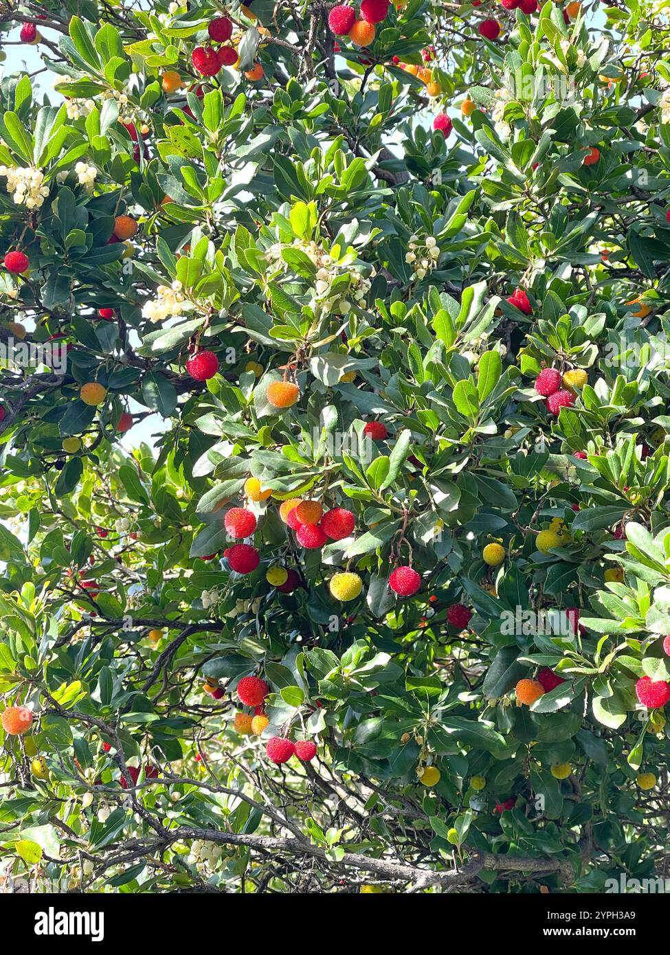Fruit and leaves of wax berry on tree. Sunny fall day in Italy ...