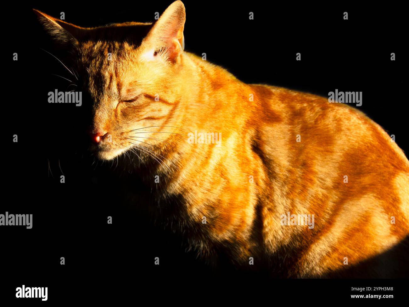 Cat warming in the sun hi-res stock photography and images - Alamy
