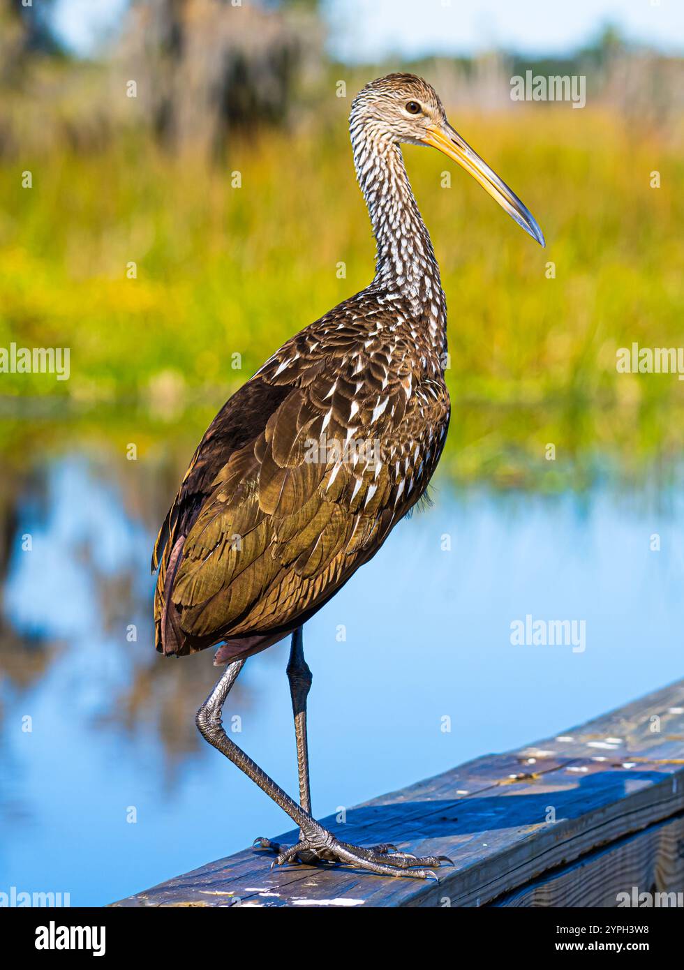 Limpkin marsh hi-res stock photography and images - Alamy