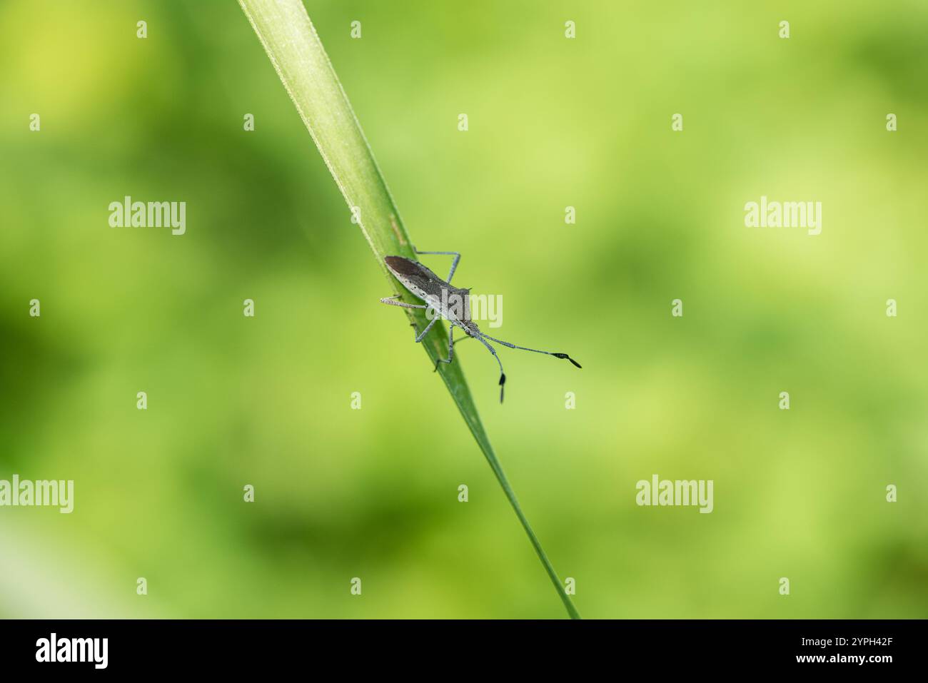 Euphorbia Bug (Charlesterus antennator) on a leaf in Mexico Stock Photo ...