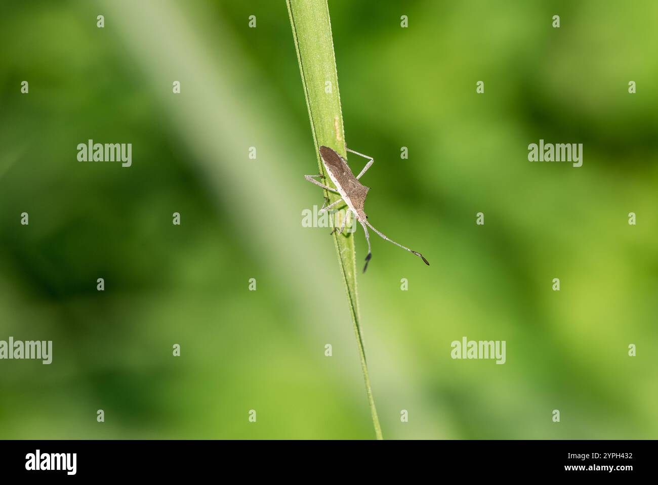Euphorbia Bug (Charlesterus antennator) on a leaf in Mexico Stock Photo ...