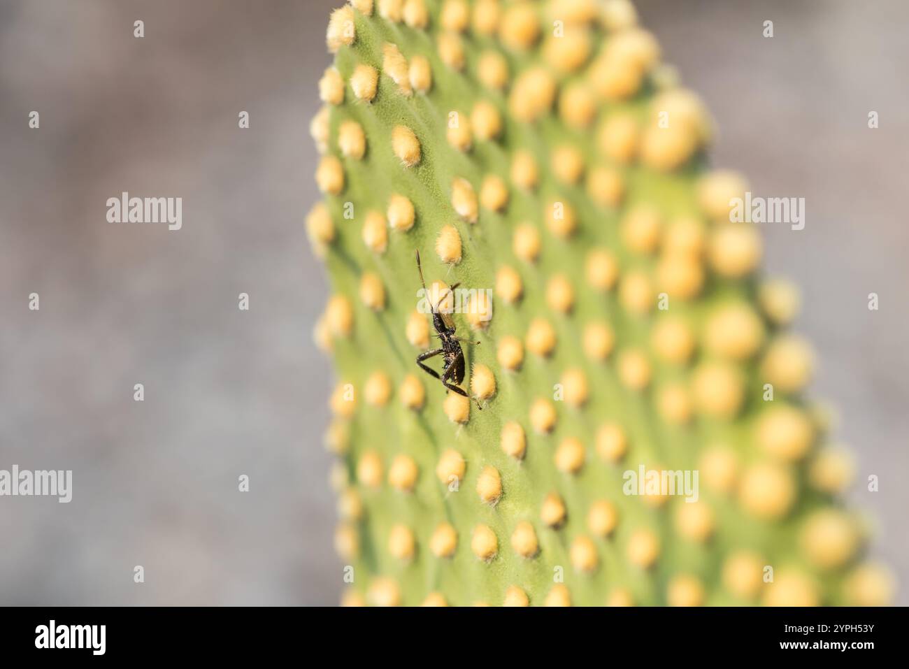 Prickly pear or elephant ear cactus hi-res stock photography and images ...
