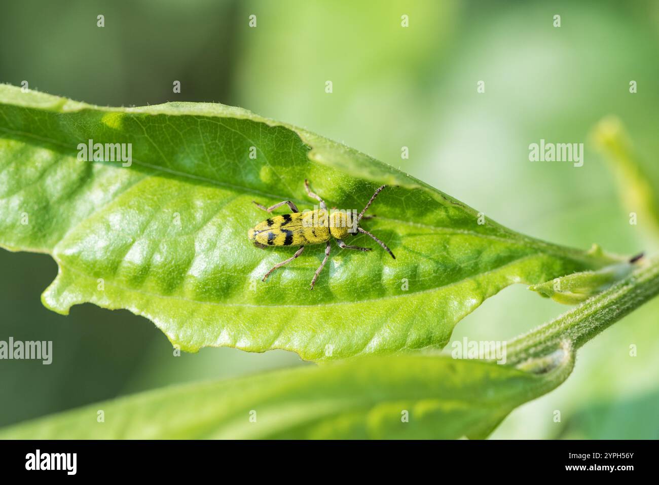 Long horned beetle cerambycidae hi-res stock photography and images - Alamy