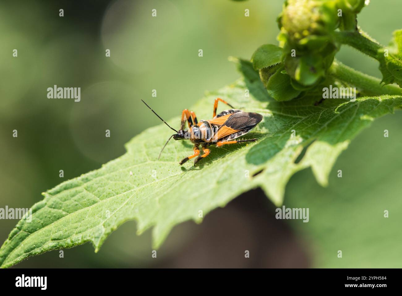 Orange Assassin Bug (Apiomerus pictipes) resting on a leaf in Mexico ...