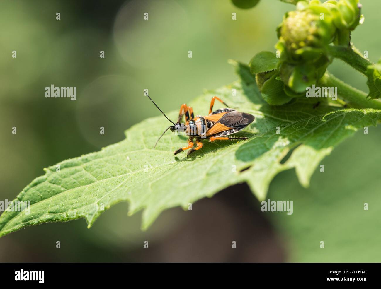 Orange Assassin Bug (Apiomerus pictipes) resting on a leaf in Mexico ...