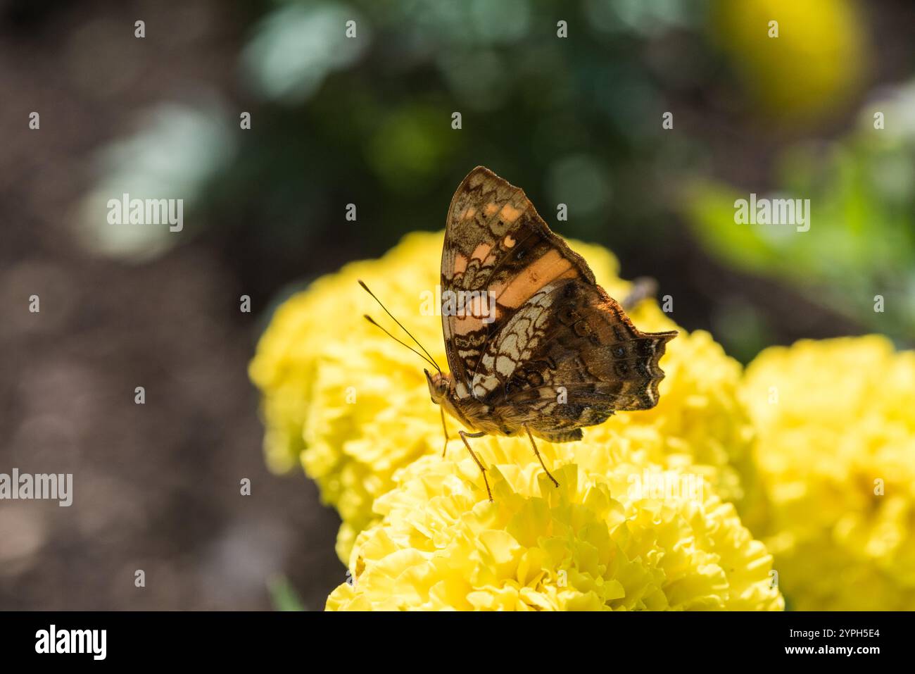 Orange Mapwing (Hypanartia lethe) feeding in a flower in Xalapa ...