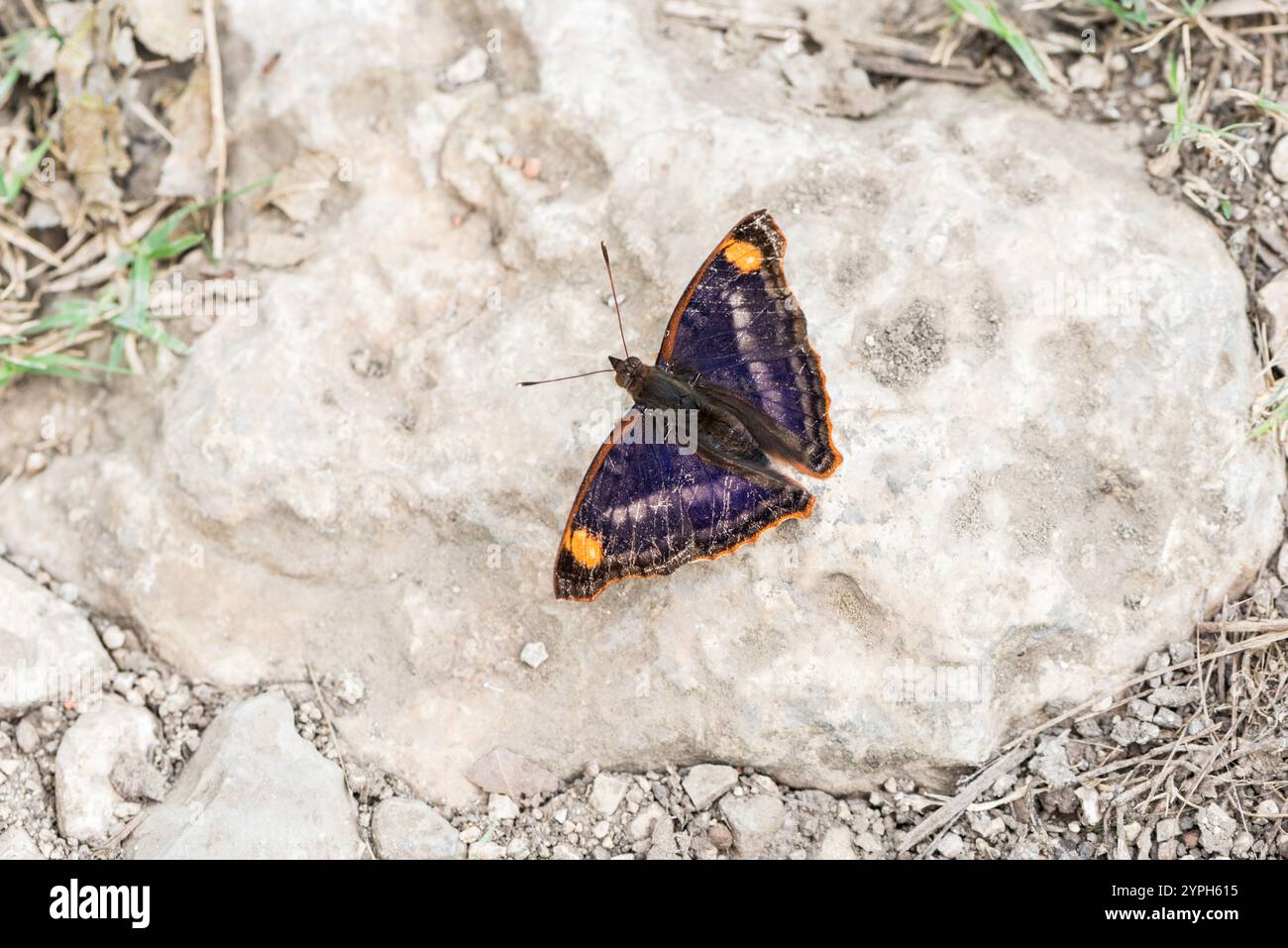 Mud-puddling Pavon Emperor (Doxocopa pavon) at Rio Playa la Junta ...
